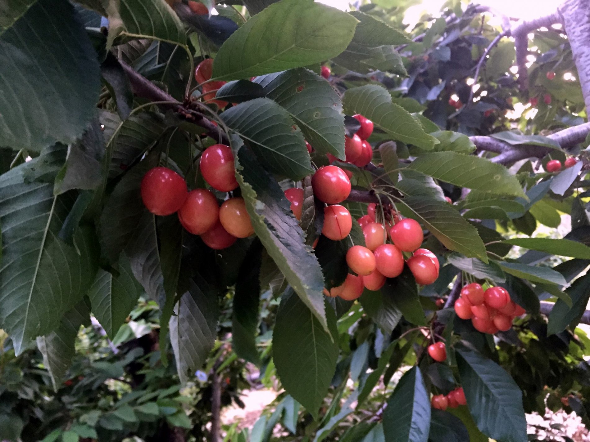GREEN STEPS picking Cherries in Baskinta « Lebtivity