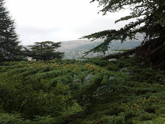 Hiking in Horsh Ehden Nature Reserve with Footprints Club « Lebtivity